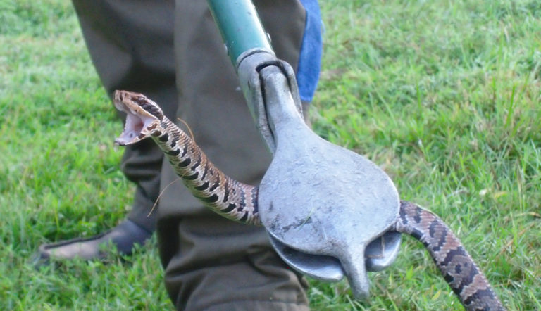 Snake Control - Rapid Pest Control Atlanta